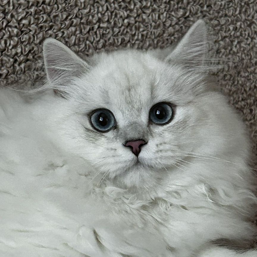 Британская длинношерстная шиншилла