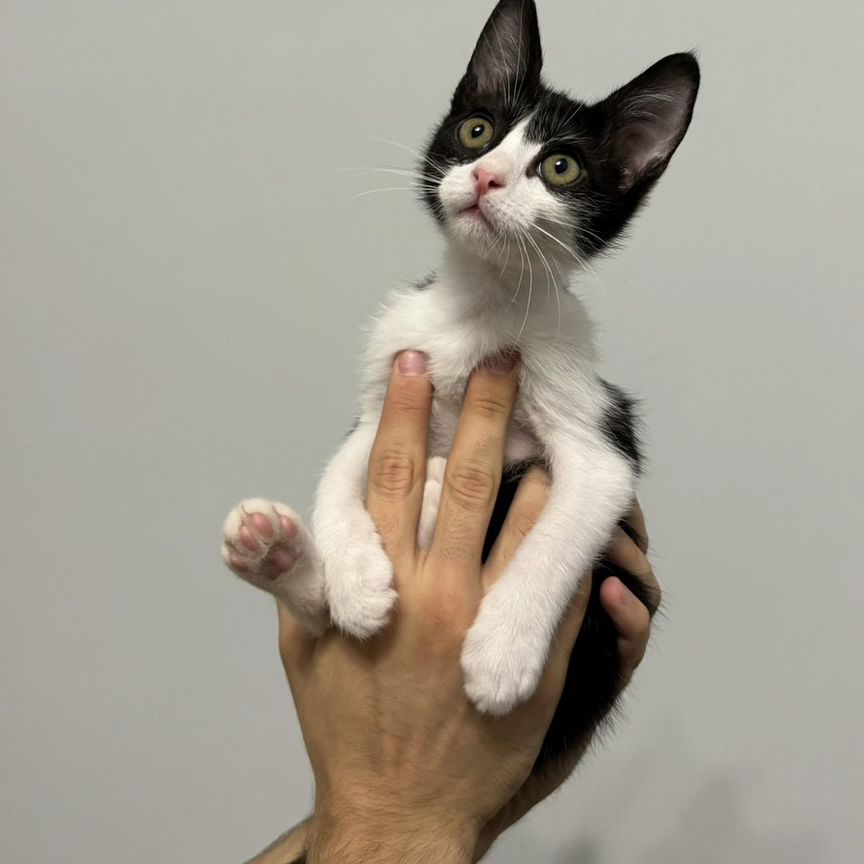 Котенок ищет дом