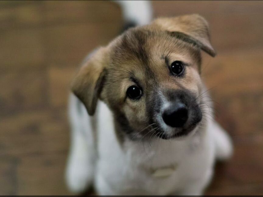 Маленькая собака в добрые руки бесплатно