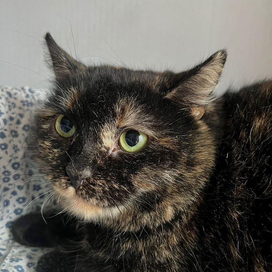 Басилия трехцветная