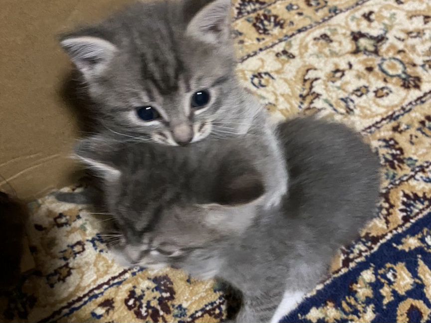 Кошки бесплатно