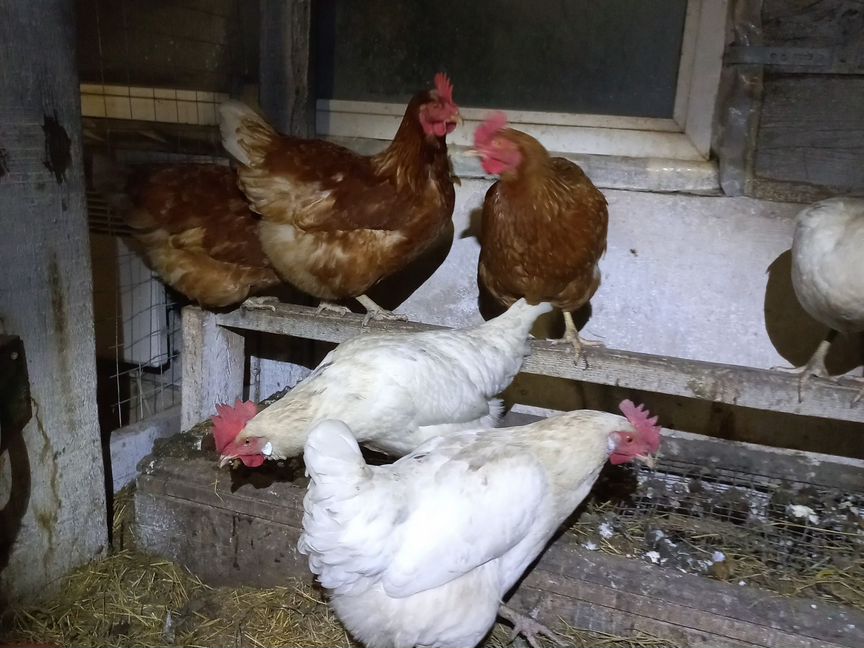 Куры несушки