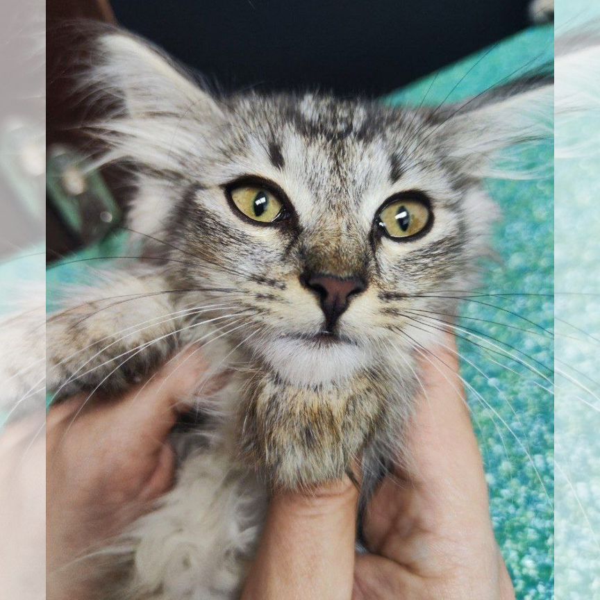 Котенок лапочка Венера в добрые руки
