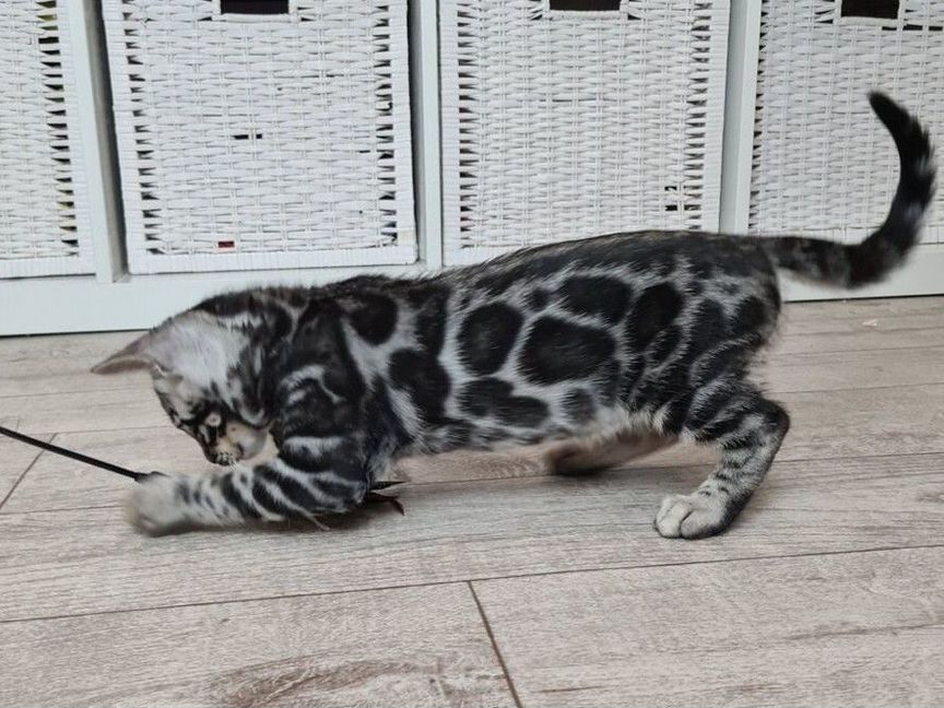 Бенгальские котята серебрянного окраса