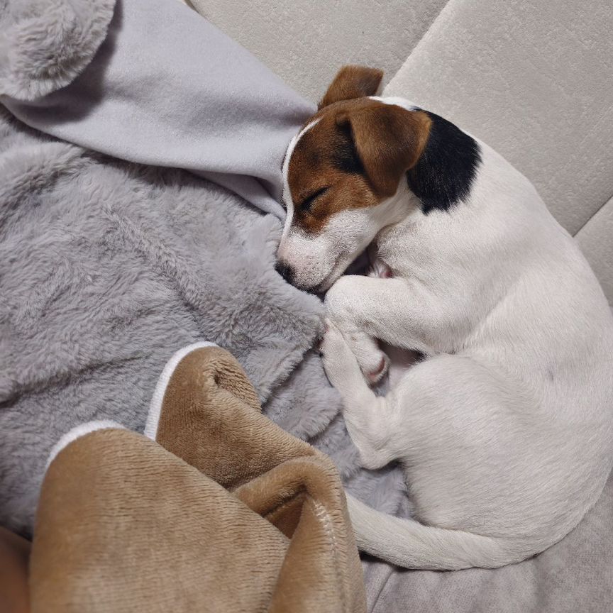 Джек-рассел-терьер, щенок