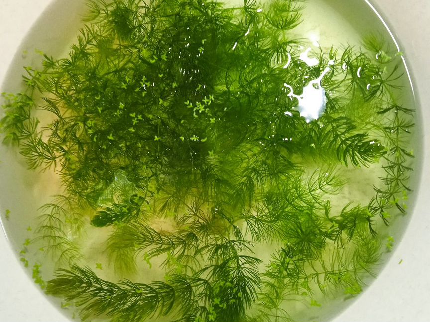 Водоросли, гуппи