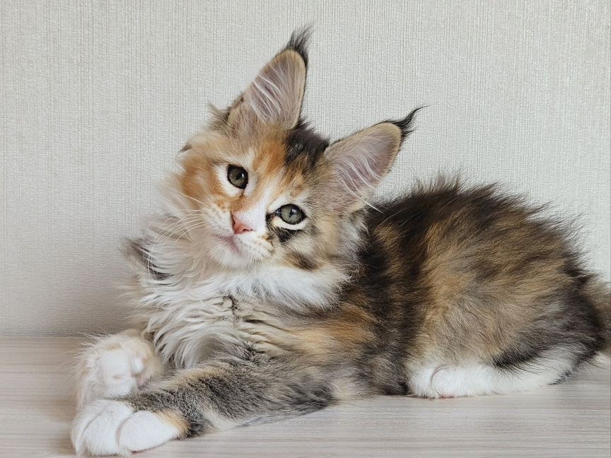 Котята мейн-кун