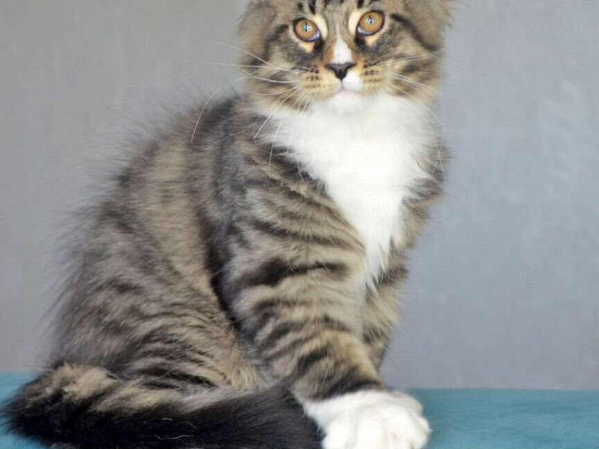 Котик Мейн-кун чёрный тигровый с белым