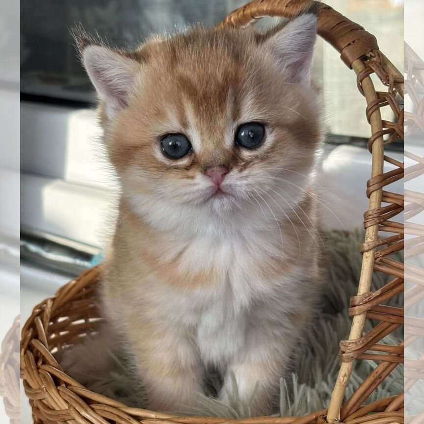 Британский короткошёрстный котёнок