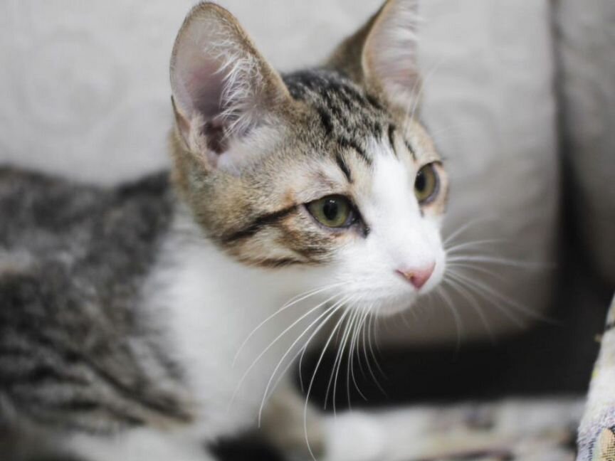 Котята в добрые руки бесплатно