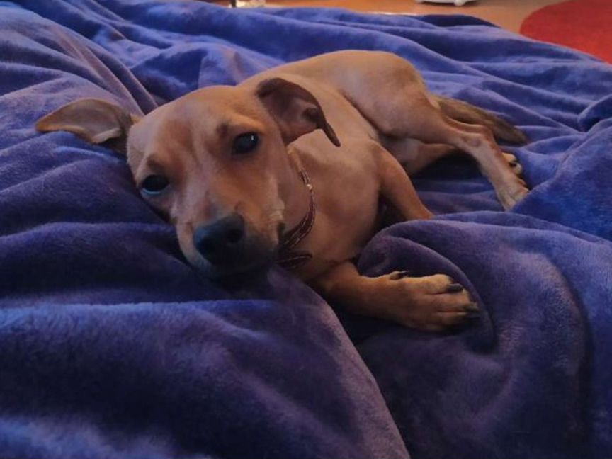 Джек рассел терьер