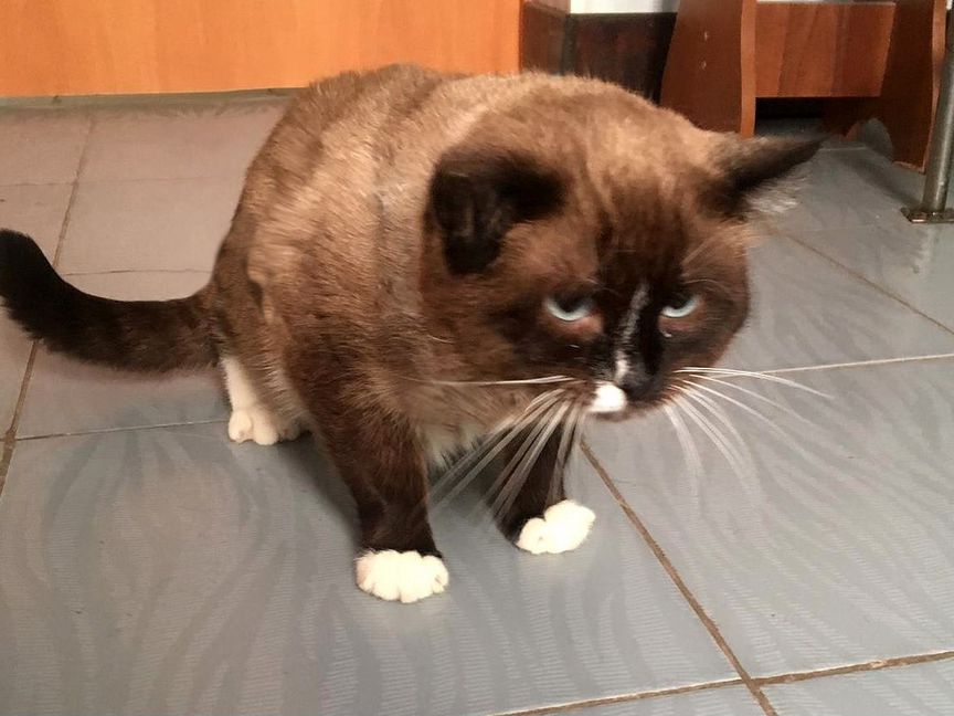Ищет дом и хороших хозяев для прекрасного котика