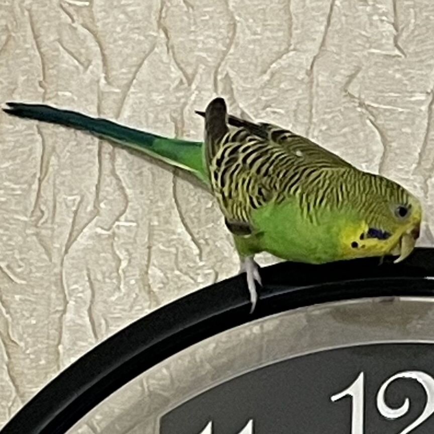 Волнистый попугай бесплатно