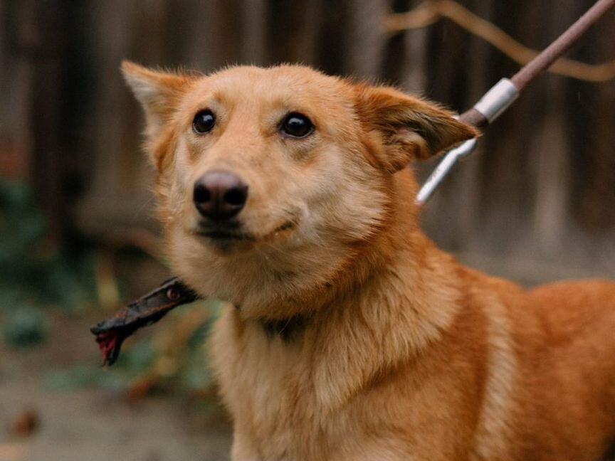 Собака-улыбака