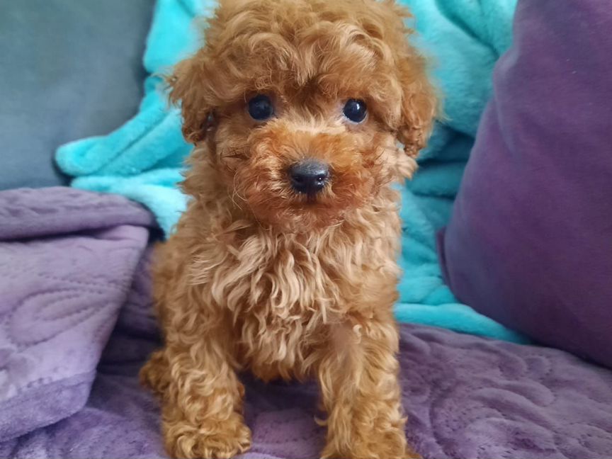 Мини крошка мальтипу