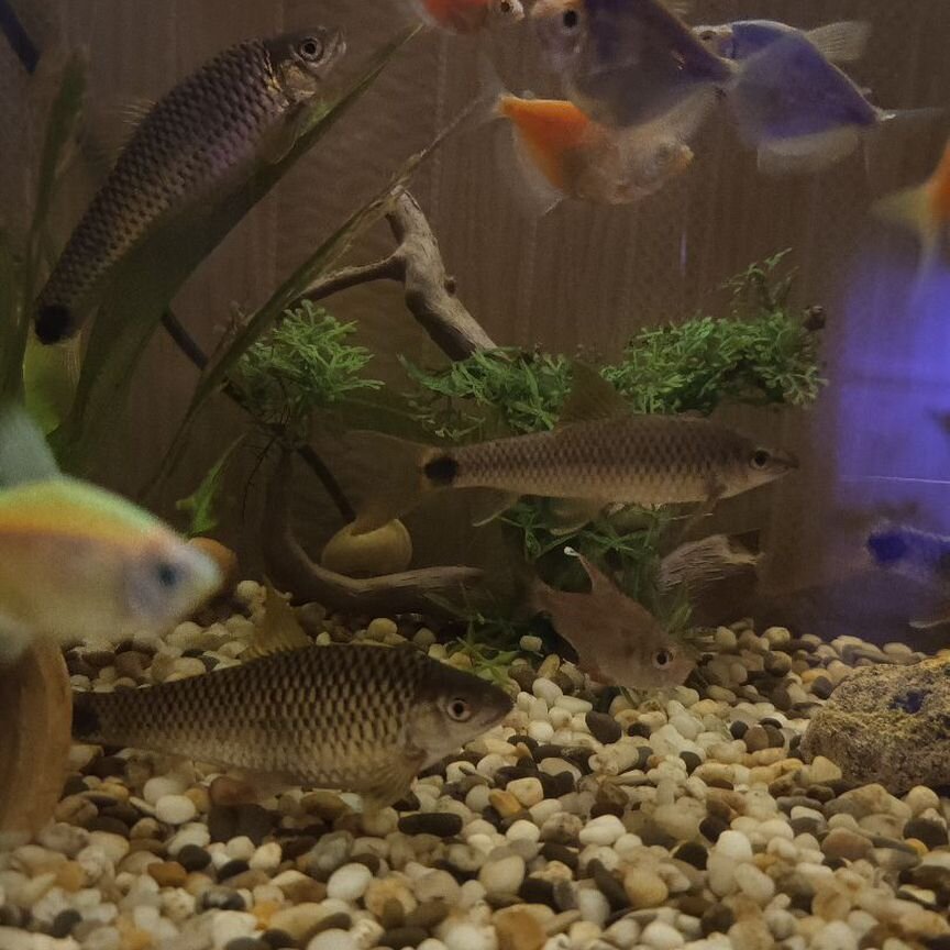 Рыба водорослеед