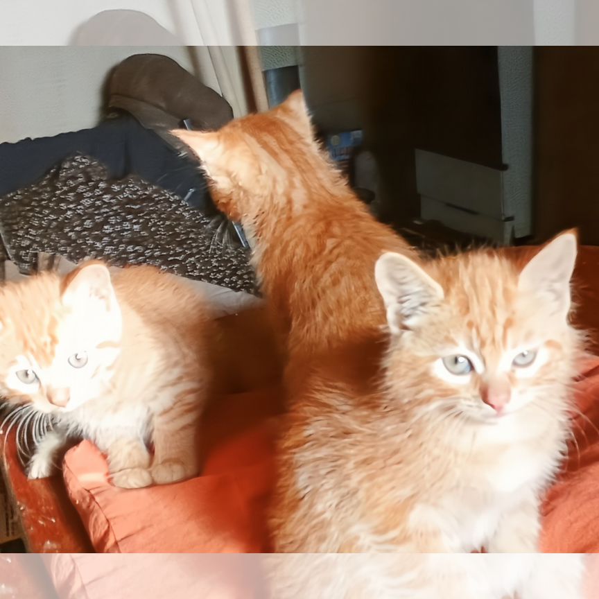 Курильский бобтейл короткошёрстный котёнок