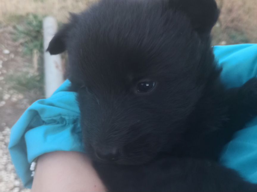 Немецкая овчарка