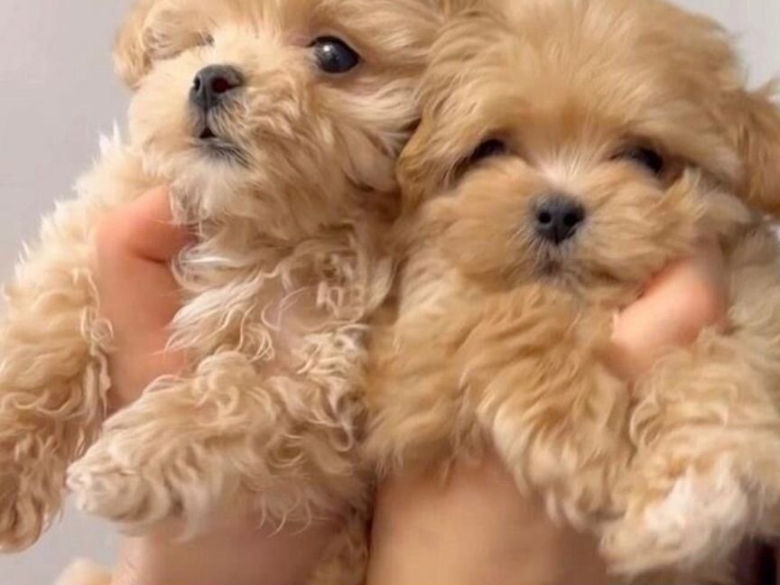 Мальтипу f1 мини