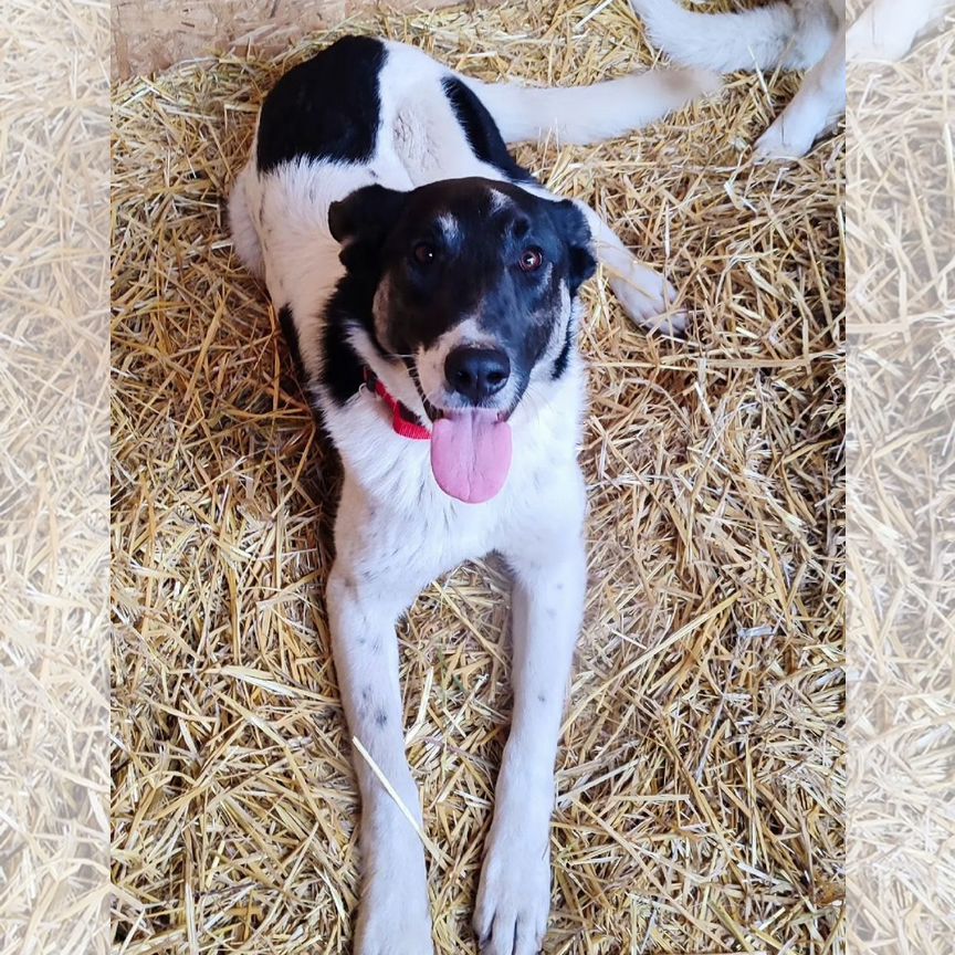 Взрослая собака в добрые руки