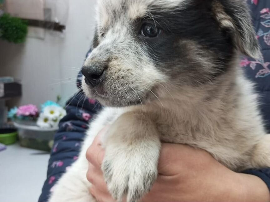 Ищет дом Бусинка