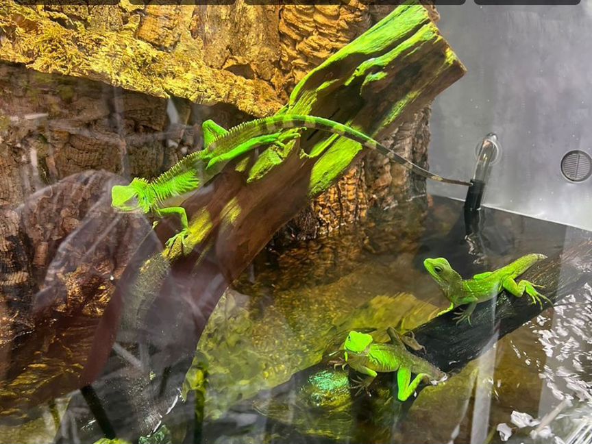 Террариумы для рептилий на заказ