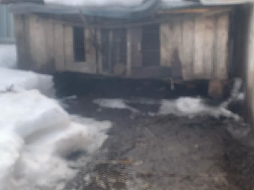 Клетка для кроликов с маточником