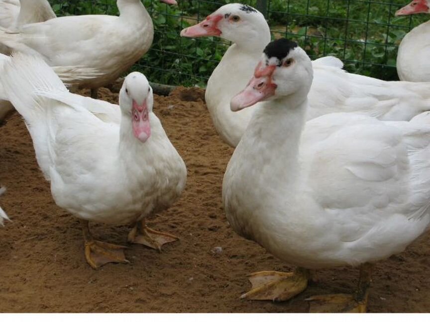 Индоутка белые тяжёлых линий Гримо