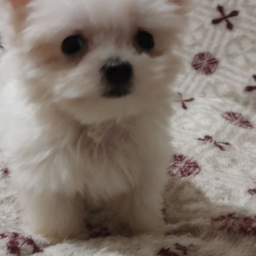 Болоночка мальчик