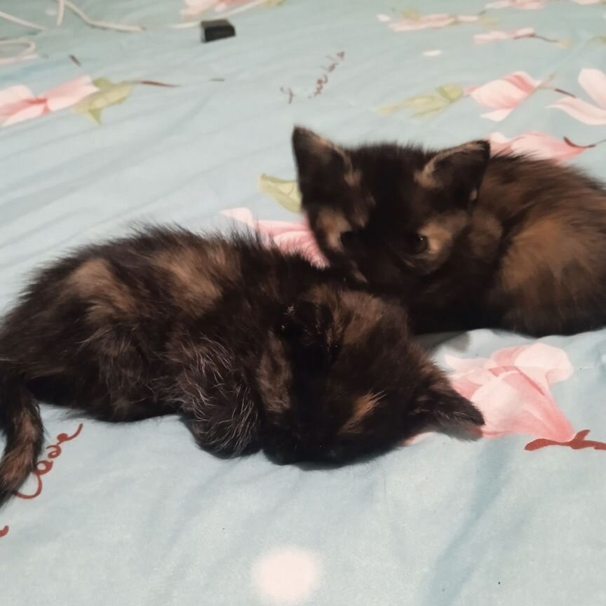 Котята в добрые руки бесплатно