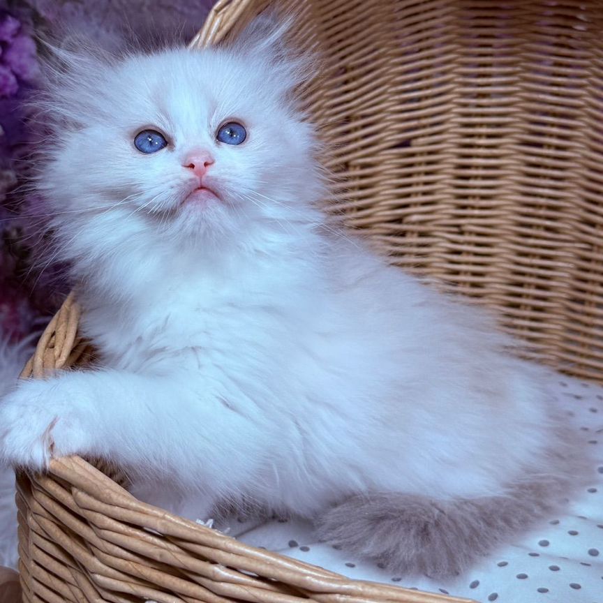 Рэгдолл котёнок