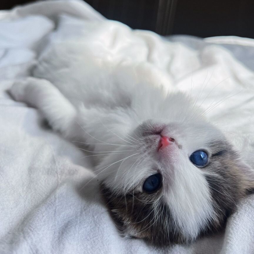 Котёнок в добрые руки