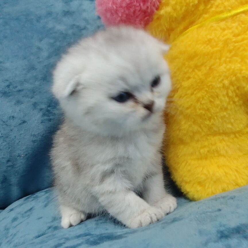 Кошки
