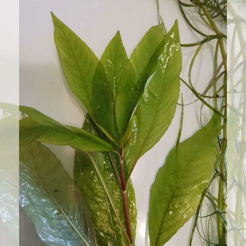 Аквариумные растения