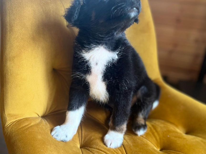 Щенок в добрые руки