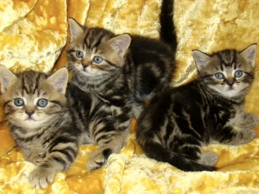 Плюшевые детки) Мраморный окрас