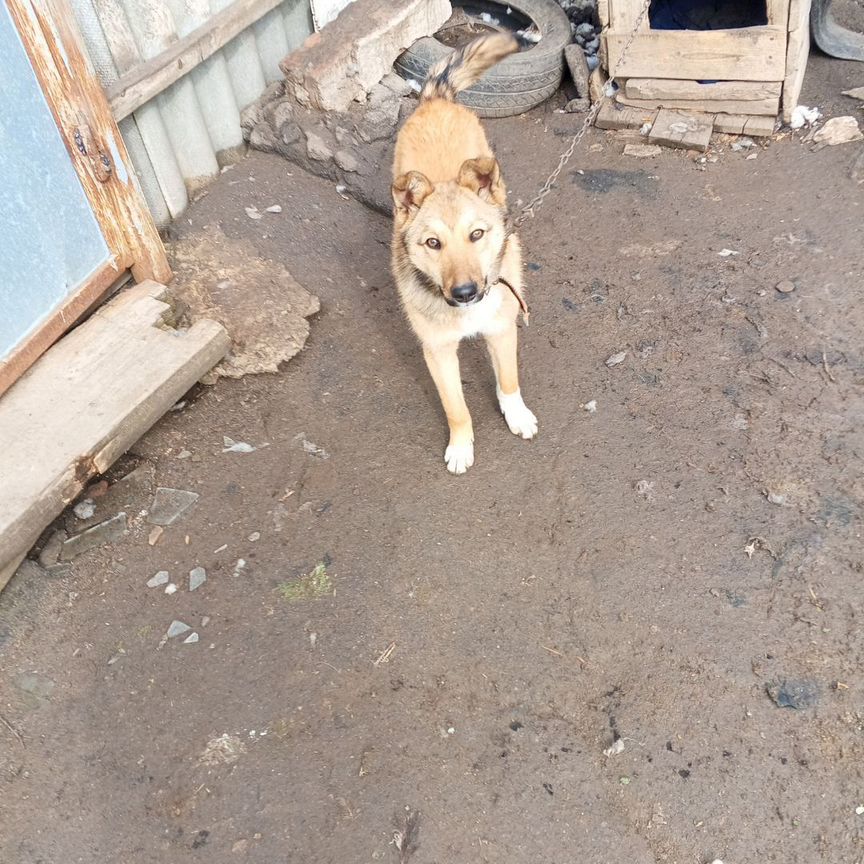 Пёсик по кличке Дик