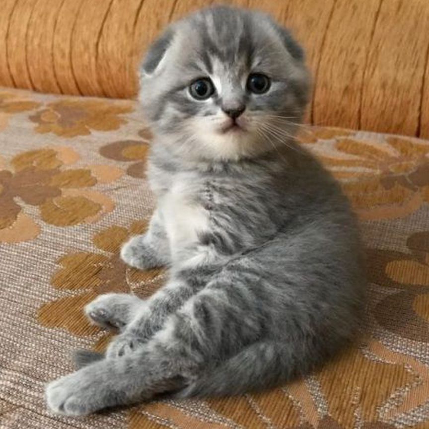 Шотландский вислоухий короткошёрстный котёнок
