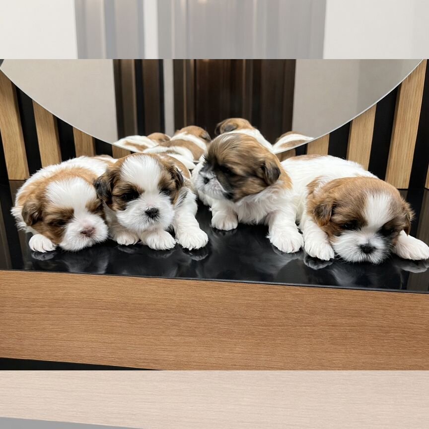 Ши-тцу, щенок