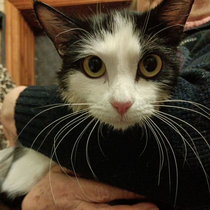 Кошечка милота