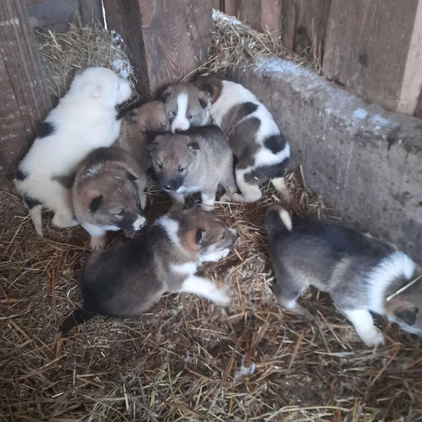 Западносибирская лайка, щенок