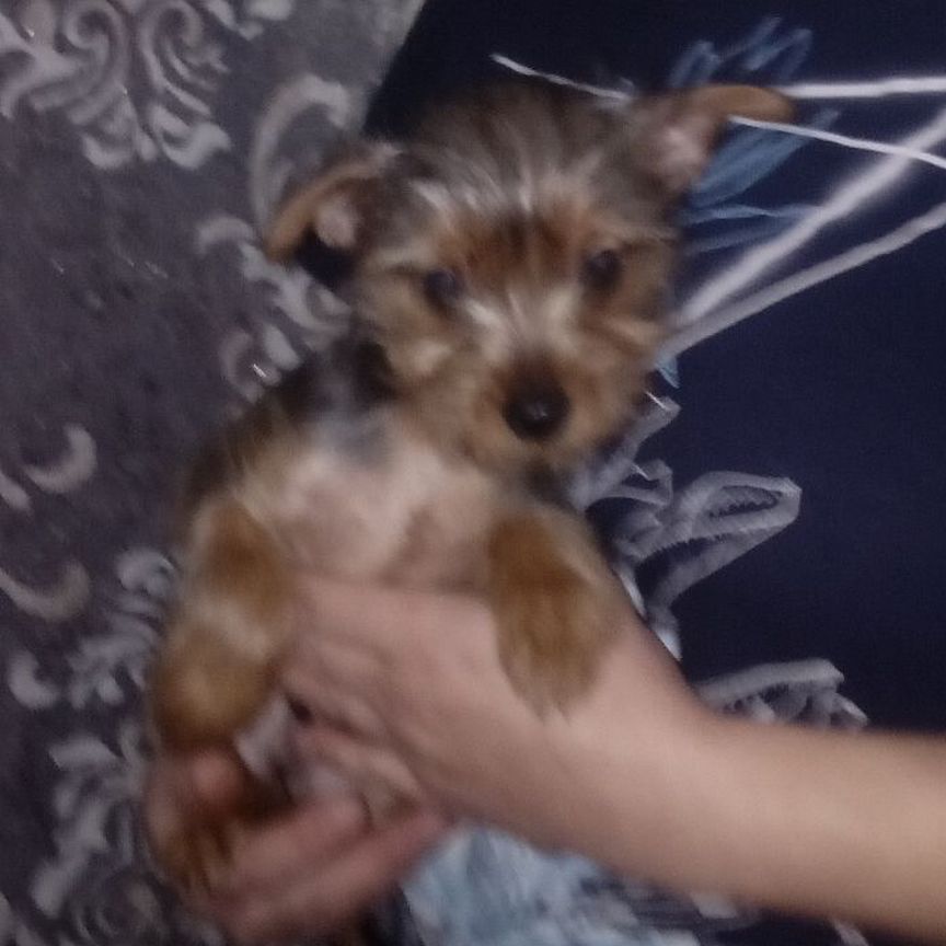 Йоркширский терьер, щенок