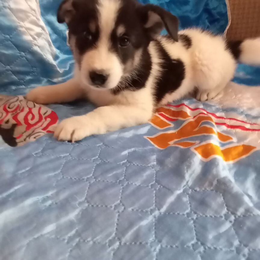 Щенок мальчик