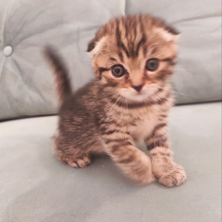 Шотландская вислоухая кошка