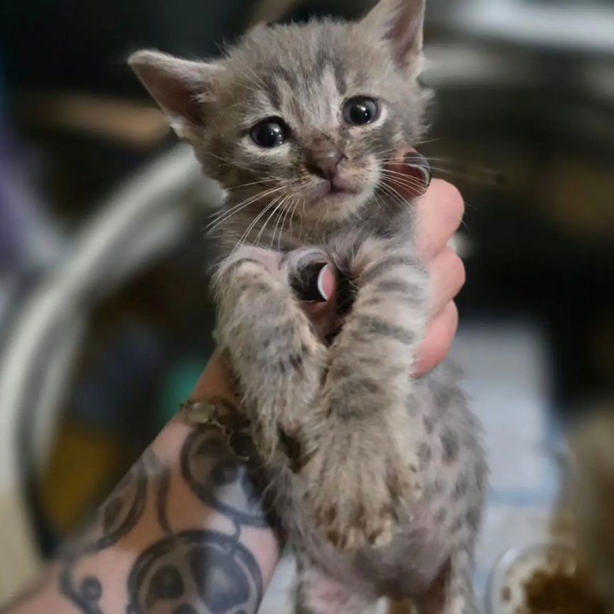 Котёнок в добрые руки