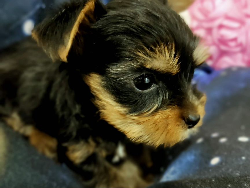 Йоркширский терьер супер мини