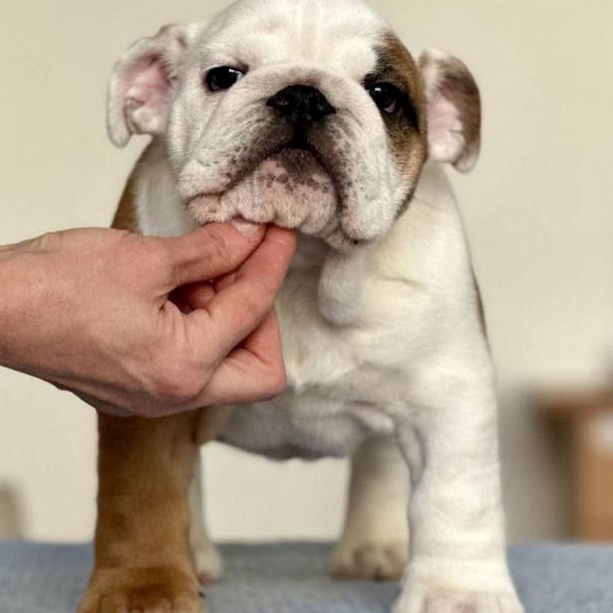 Английский бульдог, щенок