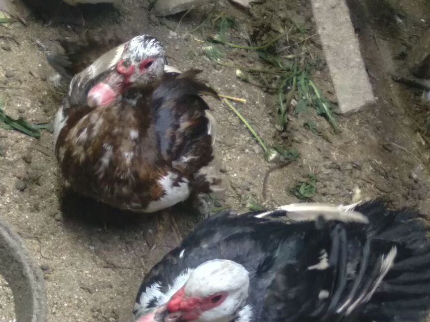 Индоутак селезень