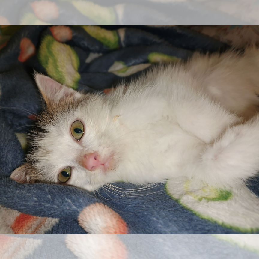 Котёнок в добрые руки