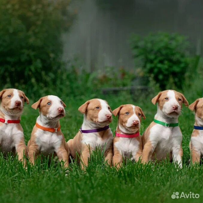 Продаются щенки поденко ибиценко